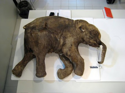 "The Existence of Our Natural Environment.": "A Frozen Baby Mammoth was ...